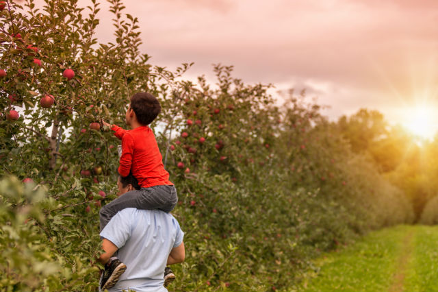 All About Apples: Where to Pick 'Em and How to Use 'Em - Your AAA Network