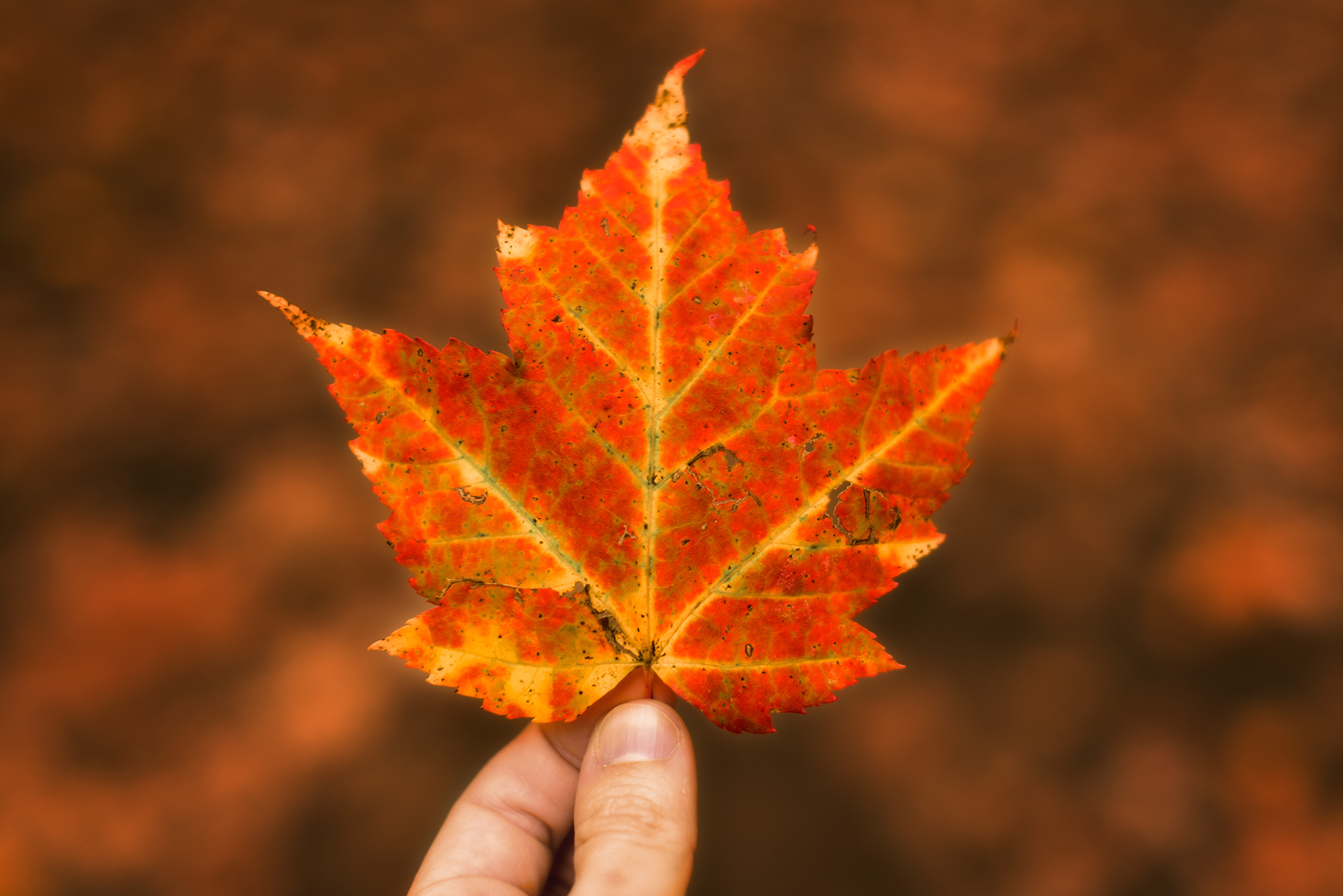 AAA Photo Session: Fall Foliage - Your AAA Network