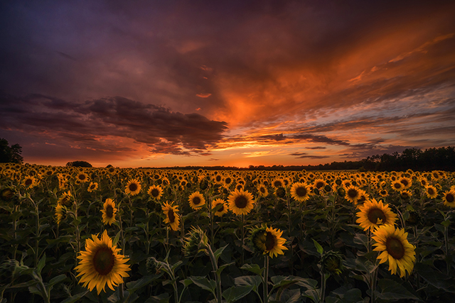 Photography Archives - Your AAA Network