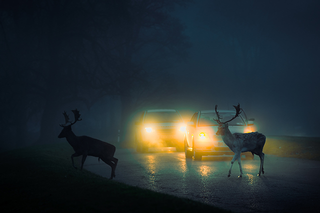 How to Avoid a Deer Collision - Your AAA Network