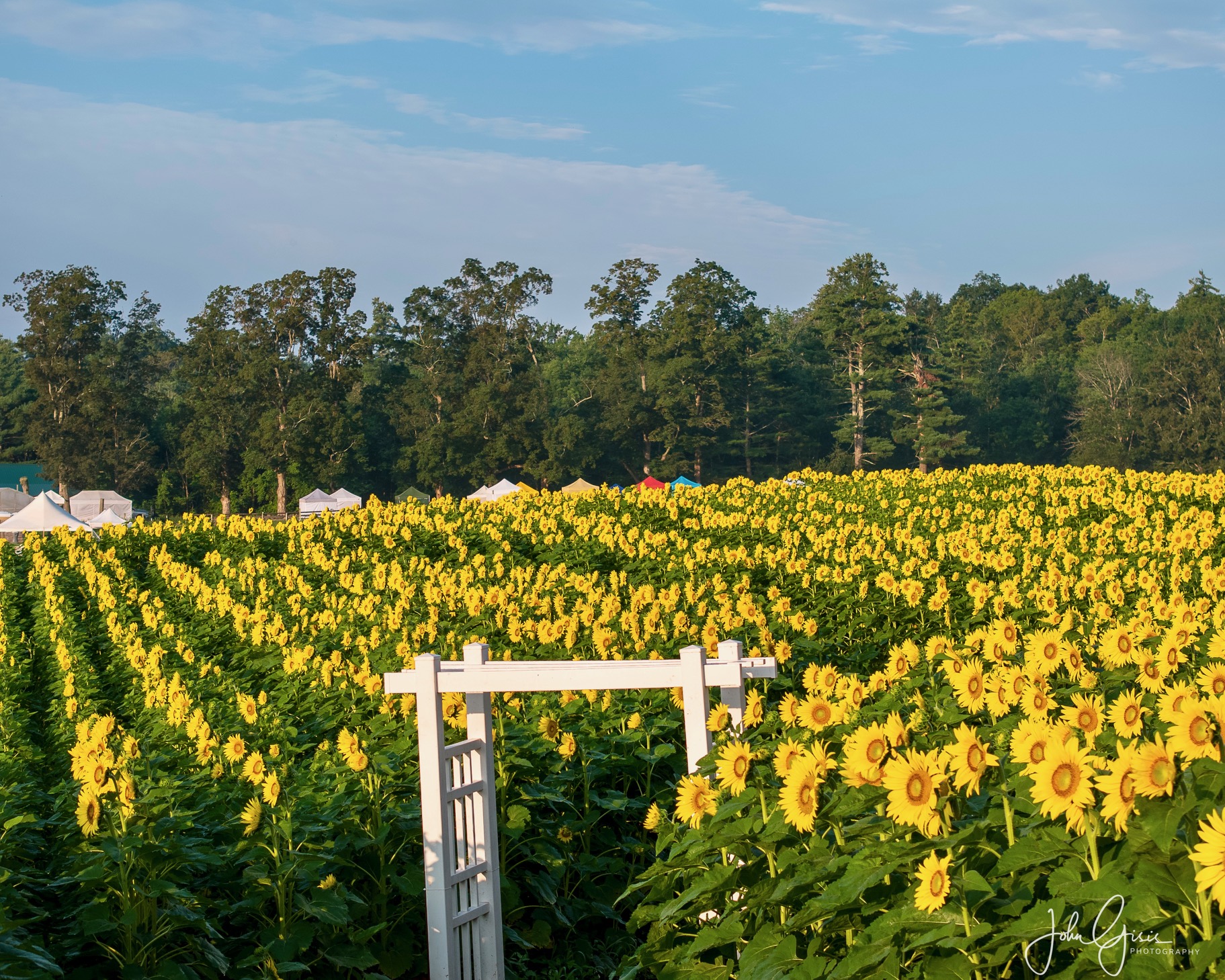 (Sun)flower Power: Sunflower Festivals in the Northeast - Your AAA Network