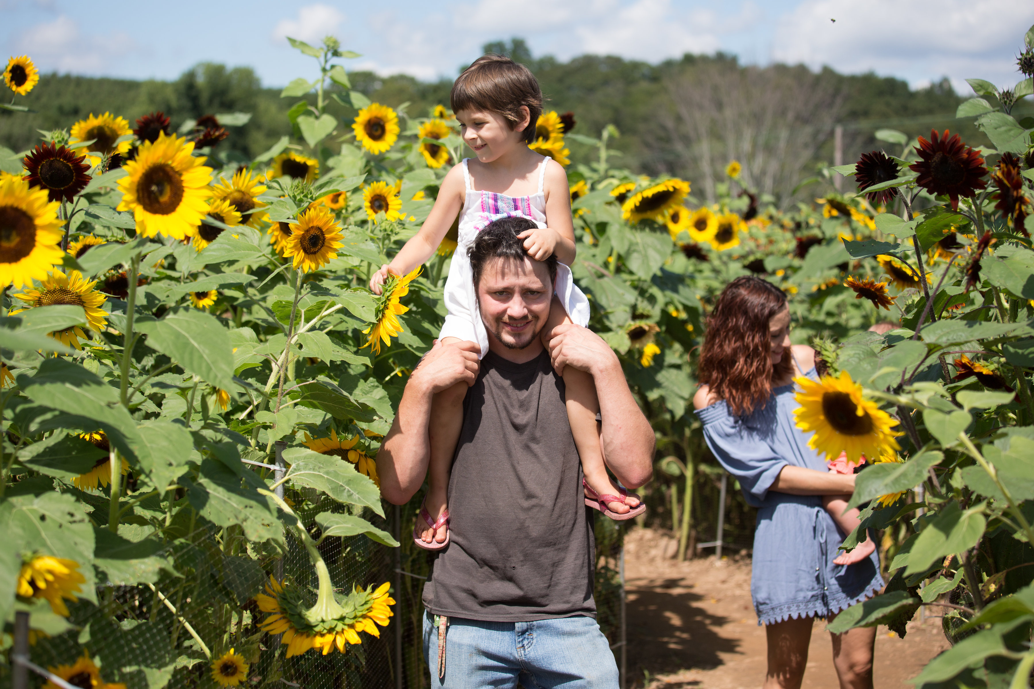 (Sun)flower Power: Sunflower Festivals in the Northeast - Your AAA Network